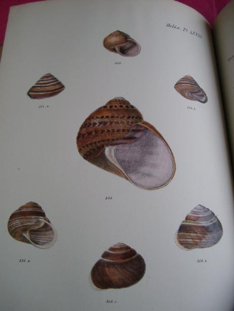 MONOGRAPH OF THE GENUS HELIX (part of Conchologia Iconica) by REEVE ...
