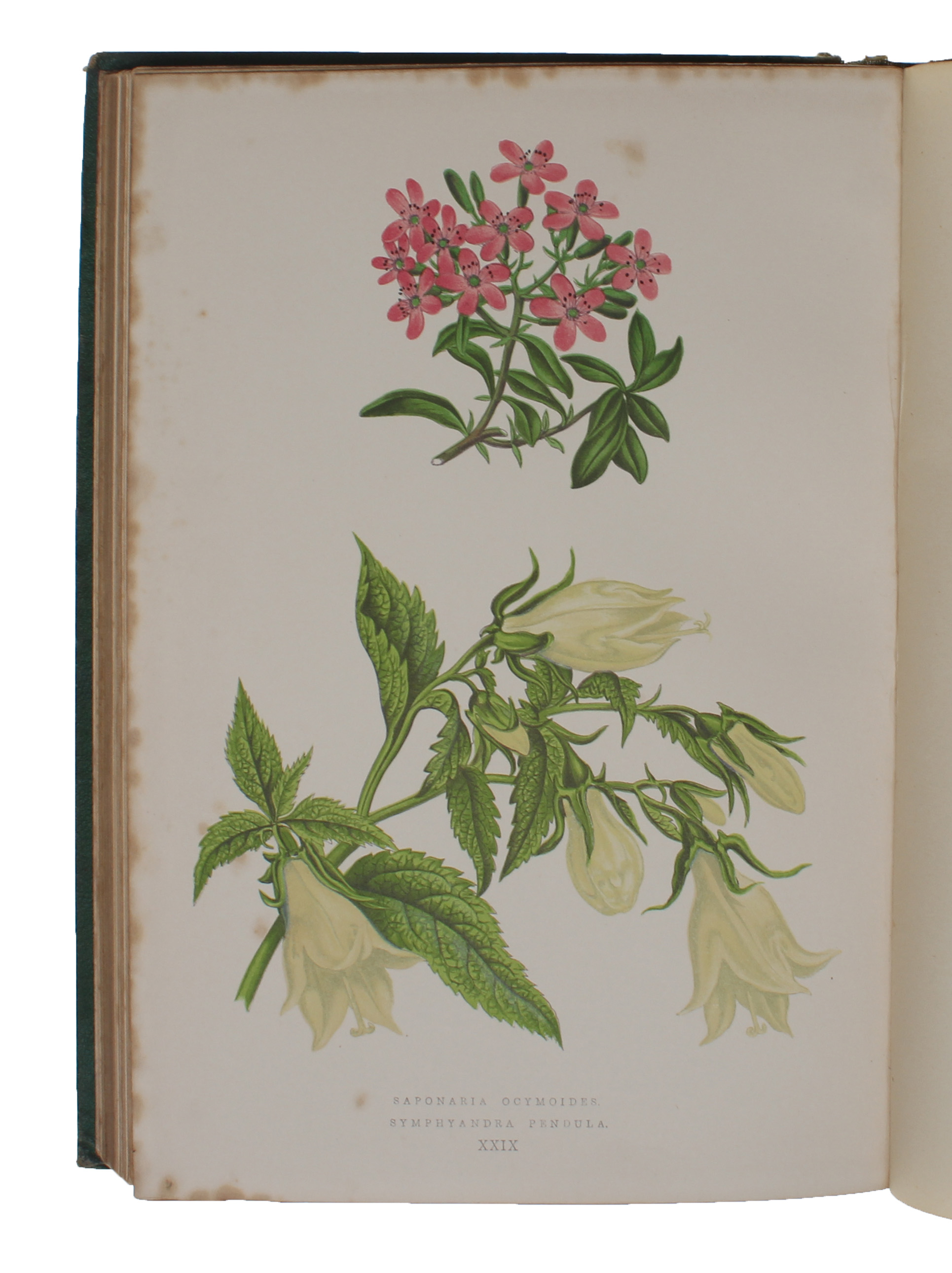 Alpine Plants: Figures and Descriptions of some of the most striking ...