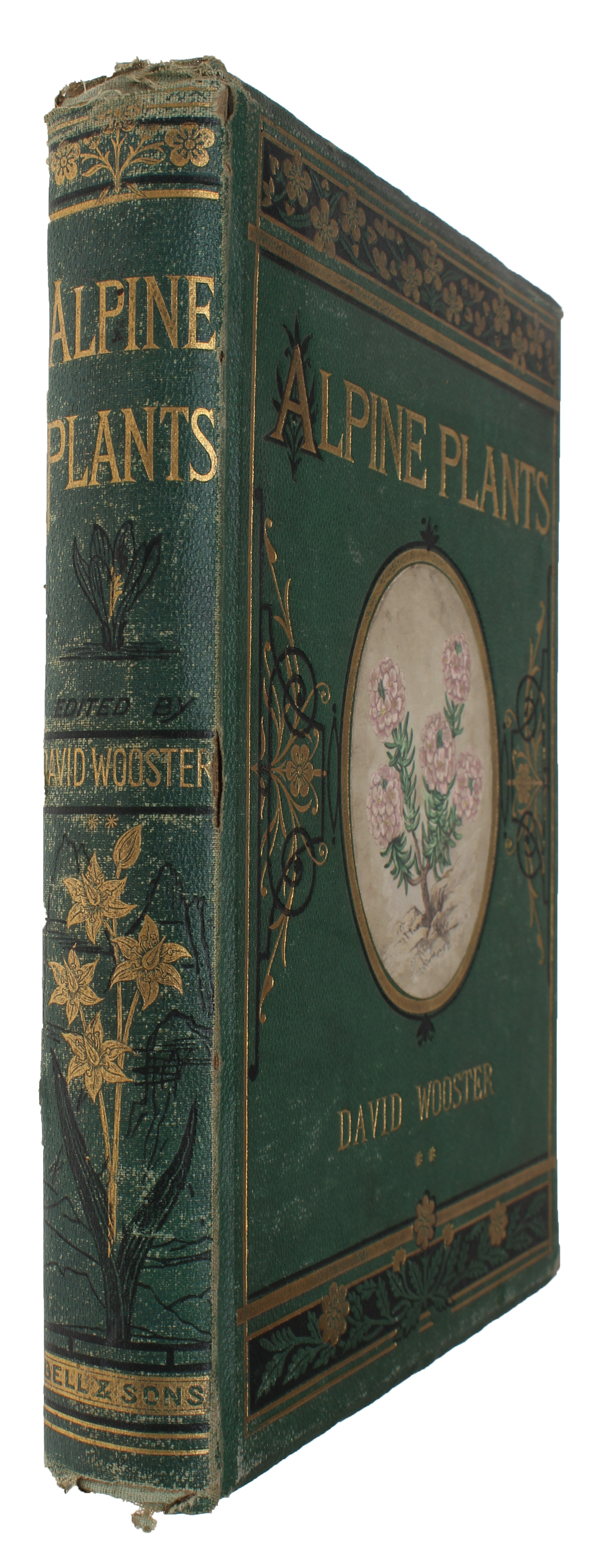 Alpine Plants: Figures and Descriptions of some of the most striking ...