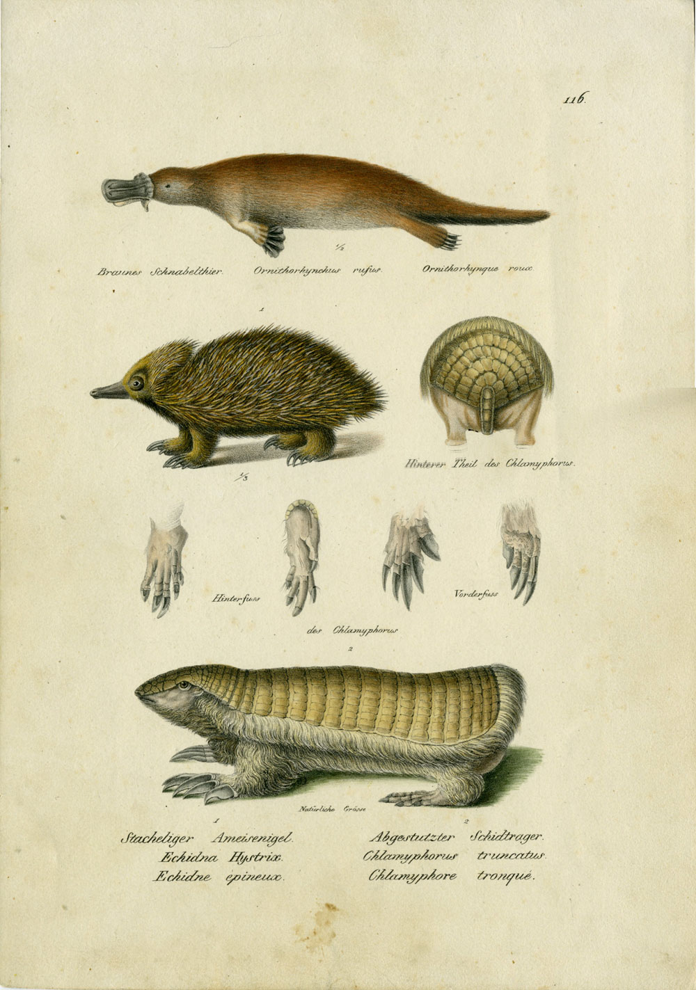 Platypus, Echidna and Armadillo engraving from Swiss volume of natural ...