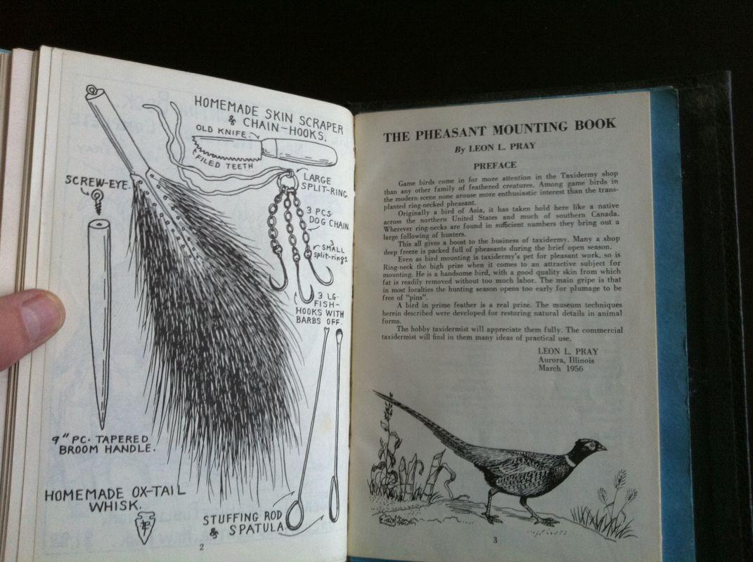 Lessons in Taxidermy Lessons 1 to 40, with Borax Mothproofing for ...