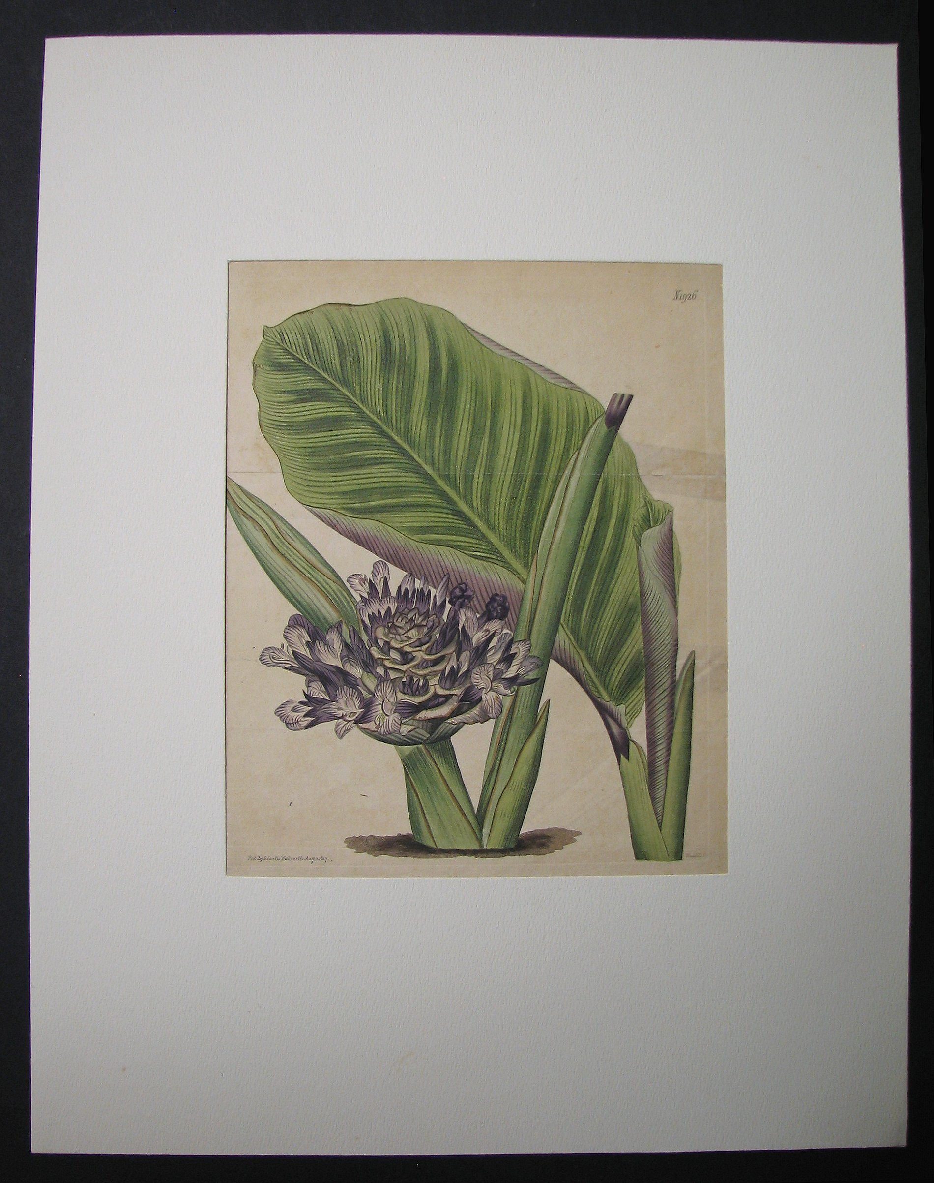 Botanical Print from Curtis's Botanical Magazine, Aug. 1817 Issue ...