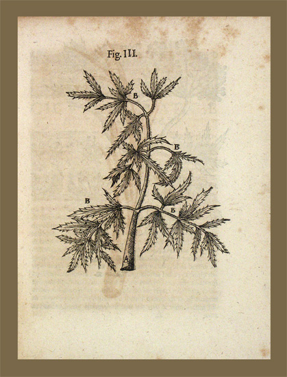 Cicutae aquaticae historia et noxae. by Wepfer, Joh(ann) Jakob: (1679 ...