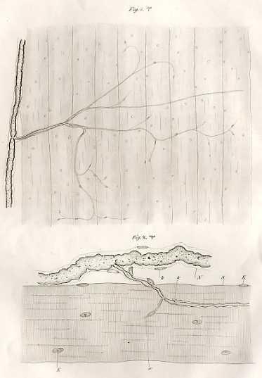 Untersuchungen über den Zusammenhang von Nerv und Muskelfaser. by ...