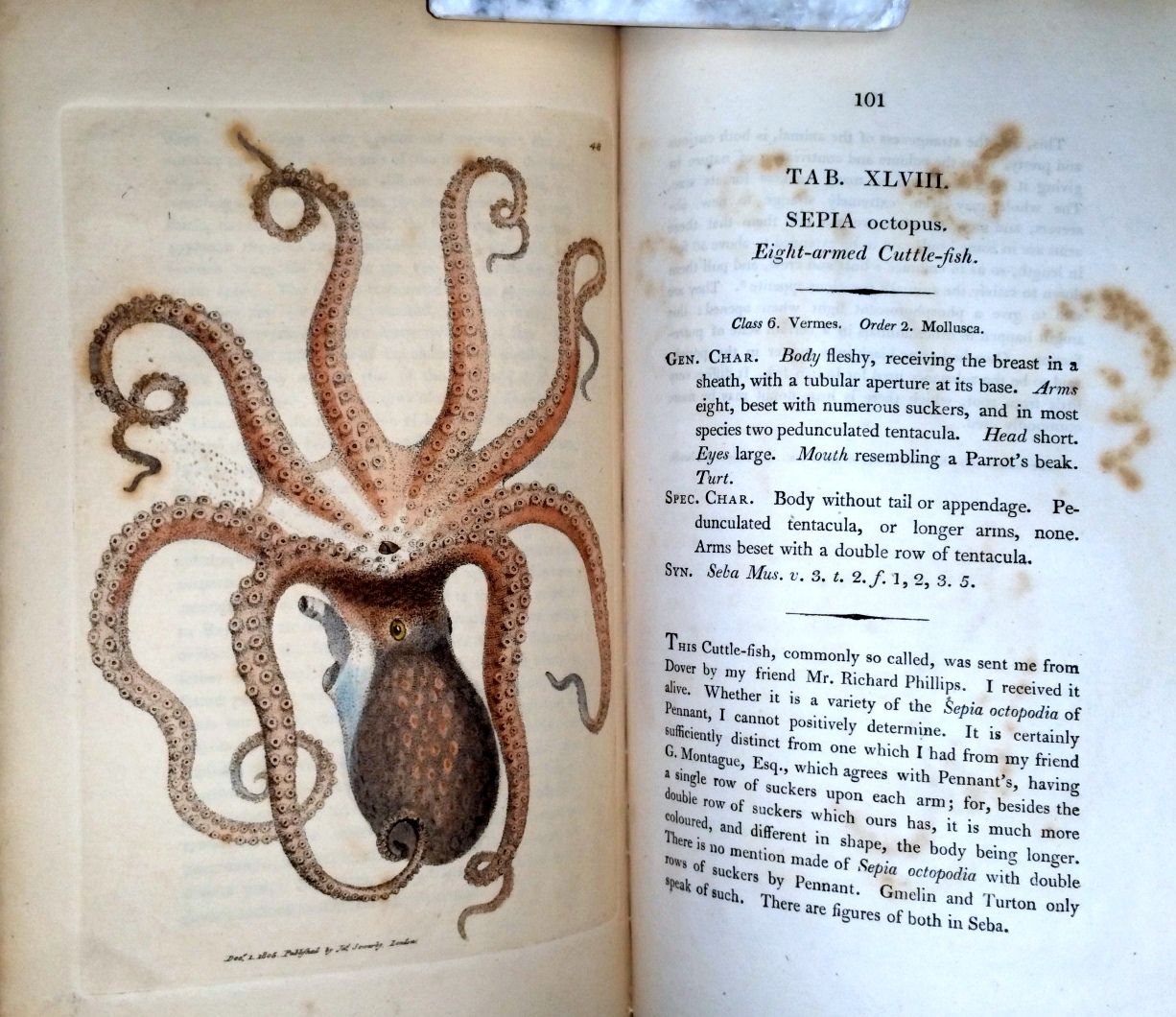 The British Miscellany: Or Coloured Figures of New, Rare, or Little ...