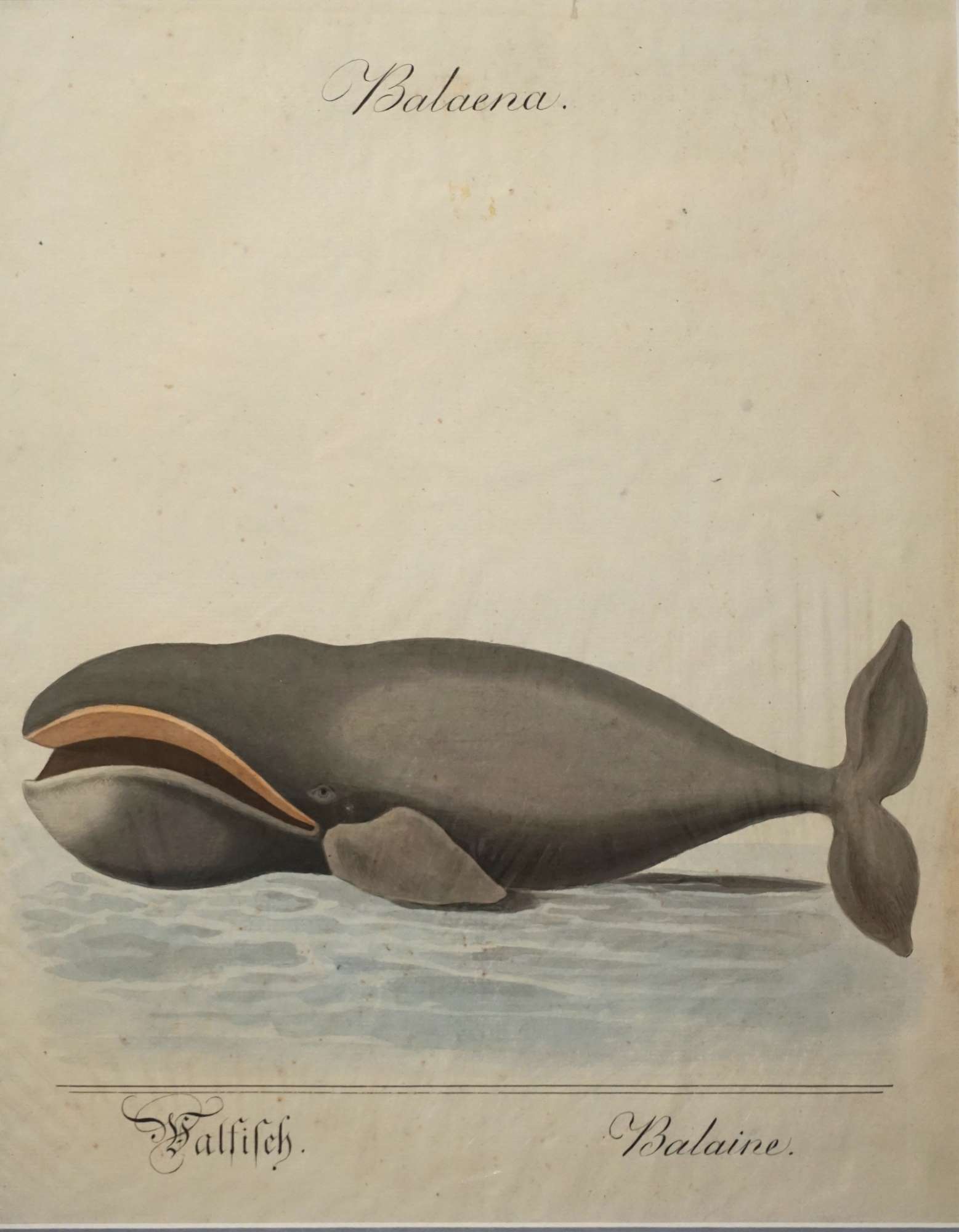 Fine collection of 143 items related to whaling & whales, including ...