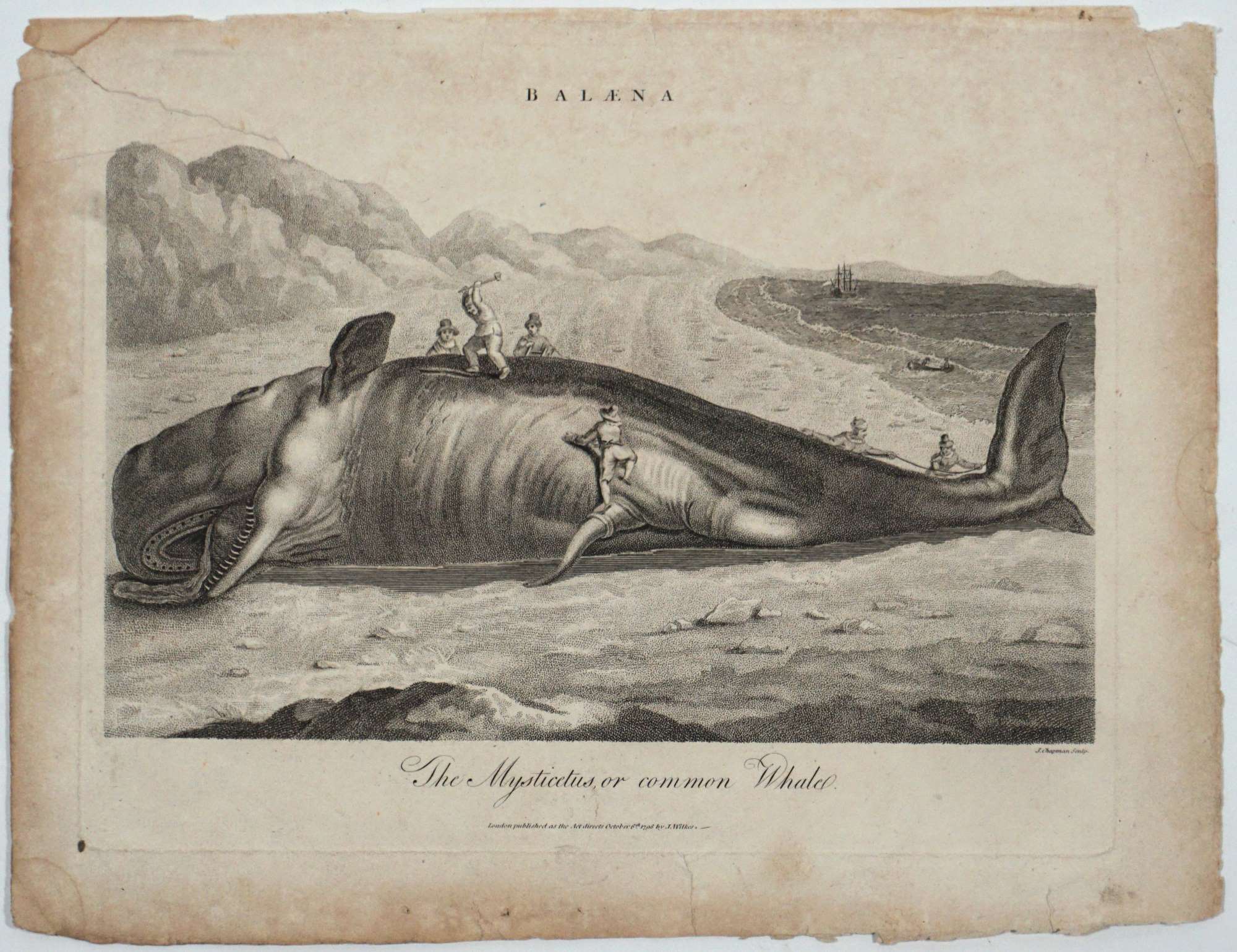 Fine collection of 143 items related to whaling & whales, including ...
