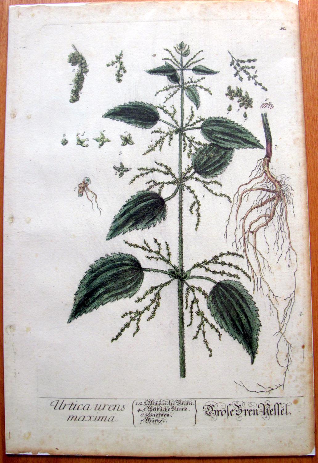 Antique Copperplate Engraving. Botanical- Unritca Urens Maixma. by ...