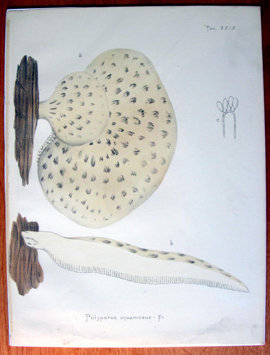 Antique Chromolithograph. Botanical- Mushrooms- Polyporus Squarmosus ...