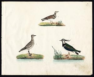 Rare Antique Bird Print-LAPWING-PLOVER-EURASIAN DOTTEREL-Strack-1819 ...