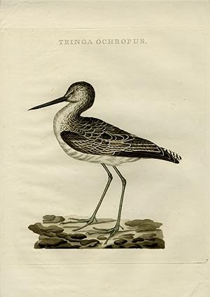 COMMON GREENSHANK-TRINGA NEBULARIA 'Tringa ochropus' SEPP and NOZEMAN ...