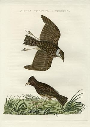 SEPP and NOZEMAN Alauda cristata et arborea (Crested Lark): (1770) Art ...