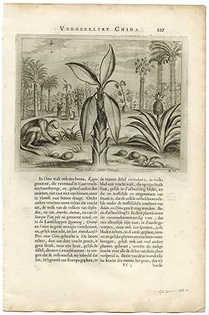 CHINA-CHINESE-PINEAPPLE-ANANAS COMOSUS-FICUS INDICA After KIRCHER, 1667 ...