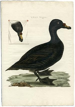 COMMON SCOTER-DUCK-MELANITTA NIGRA 'Anas Nigra' SEPP and NOZEMAN, 1770 ...