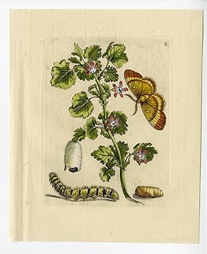 Antique Print-INSECTS-GOOSEBERRY-GROSSULARIA-CATERPILLAR-PL.X-MERIAN ...