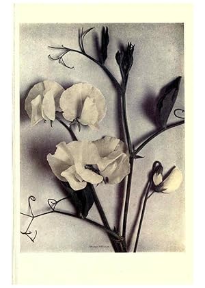 Reproducción/Reproduction 6286677192: Sweet peas New York :Frederick A ...