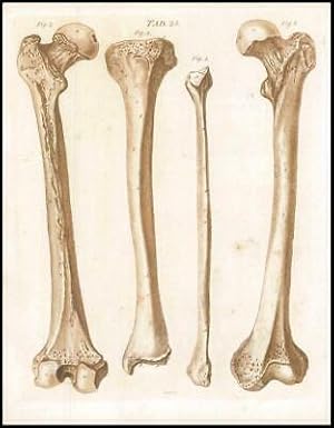 1800 Engraving BONES Compendium ANATOMY Os Femoris Tibia Fibula by Fyfe ...