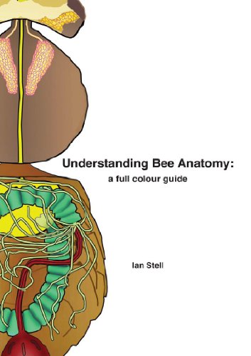 9780957422803: Understanding Bee Anatomy: A Full Colour Guide - ZVAB ... 9780957422803: Understanding Bee Anatomy: A Full Colour Guide - ZVAB ...