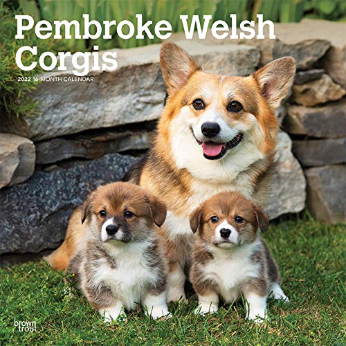 Pembroke Welsh Corgis 2022 12 X 12 Inch Monthly Square Wall Calendar