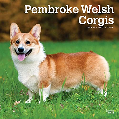 Pembroke Welsh Corgis 2023 12 X 24 Inch Monthly Square Wall Calendar