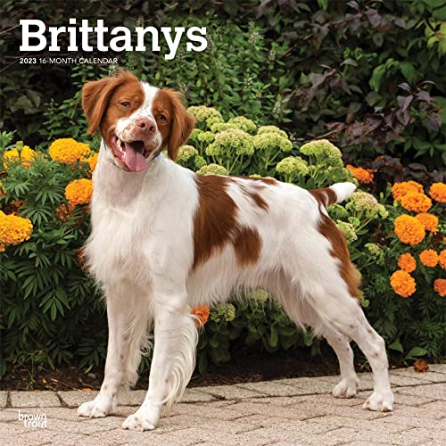 Brittanys 2023 12 X 24 Inch Monthly Square Wall Calendar Browntrout